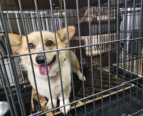 경남 창원3 석동에서 웰시 코기 펨브로크 발견 보호