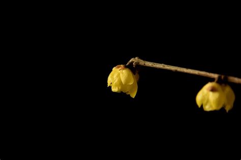 2023花卉赏析——腊梅【1】 第4页 中关村在线摄影论坛