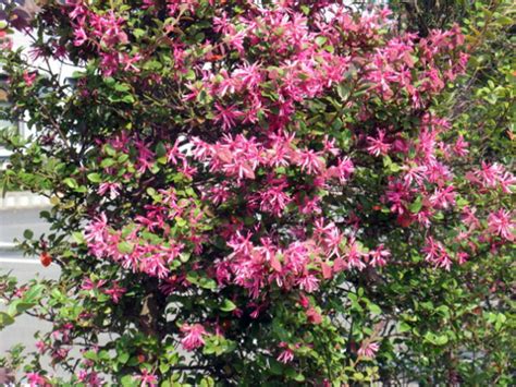 ベニバナトキワマンサク庭造りや生垣などの植木のご相談はガーデニング庭造り相談所へ
