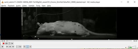 Deeplabcut Create Labeled Video Not Applying Labels Even Though Video