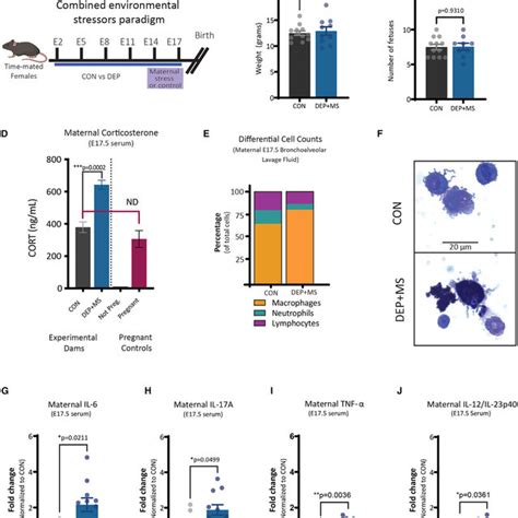 Combined Prenatal Stressors Induce Maternal Immune Activation A Download Scientific Diagram