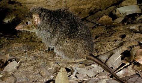 Diese Mäuse Haben Sex Bis Sie Tot Umfallen Mopo