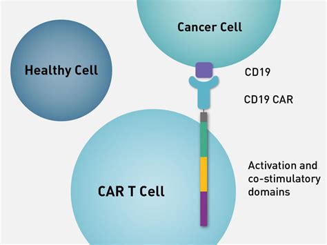 How Car T Cell Works Cancer Care China
