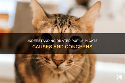 Understanding Dilated Pupils In Cats Causes And Concerns Petshun