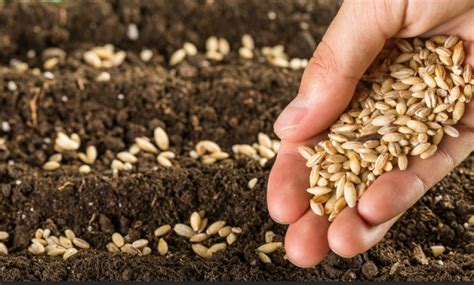 Qeveria Thotë Se është Rritur Sipërfaqja E Të Mbjellave Bujqit E Mohojnë Gazeta Online Insajderi