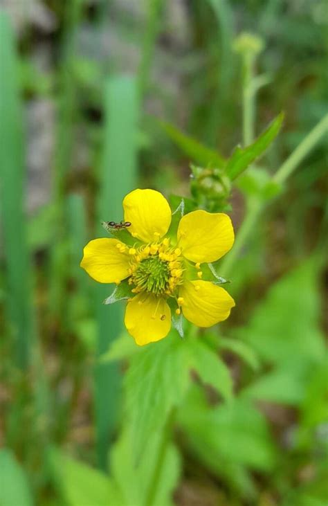 Observation Geum Macrophyllum Willd Trap Hers Jun 11 2023 World Flora Pl Ntnet Identify