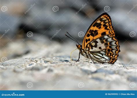 Butterfly Stock Image Image Of Climate Environment 96299995