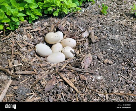Duck Egg Nest