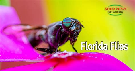 Florida Flies Part Biting Flies Pest Control In Venice FL Good News Pest Solutions