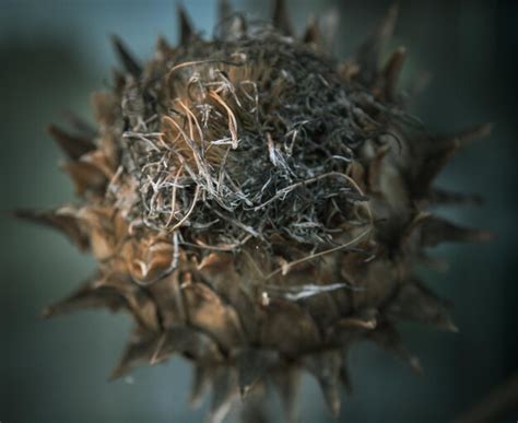 Premium Photo Prickle