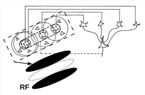 Schematic Of The Elongated Rf Of A V1 Simple Cell Showing The Download Scientific Diagram