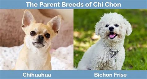 Chi Chon A Chihuahua Bichon Frise Mixed Breed Guide