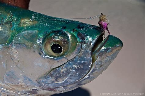 Bvipirate View Topic Fish Naked Show Off Your Rod My XXX Hot Girl