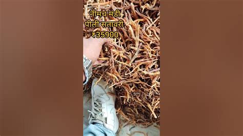 नीमच औषधि मंडी में पीली सतावरी का भाव Shorts Youtube