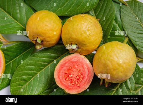 Ripe Yellow Fruits And Leaves Of Guava On A White Background Beautiful