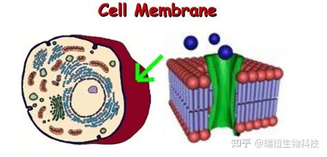 巨噬细胞膜包裹plga纳米粒hcpt Mcnpmcf 7细胞膜包覆plga纳米球共载姜黄素和二氢卟吩e6制备 知乎