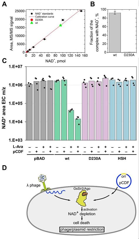 The Gssir2 Ago Complex Binds Nad In Vitro And Causes Nad Depletion