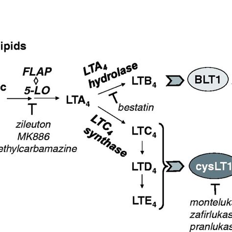 The 5‐lipoxygenase Biosynthesis‐response Pathway In Pah And Download Scientific Diagram