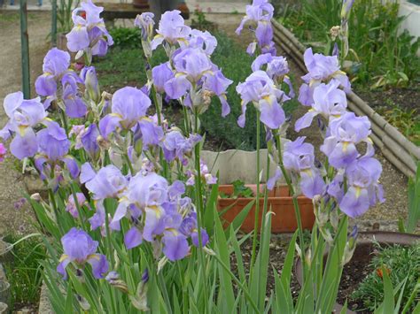 Iris Plante à Fleur Tests And Jeux éducatifs En Ligne