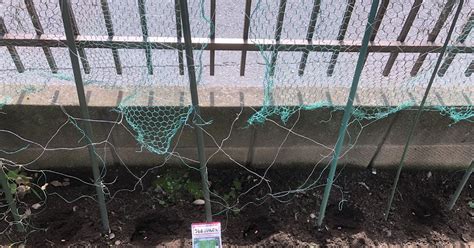 Hero爺 ブログ Sowing Seeds Vine Type Green Beans Jun 2025 6