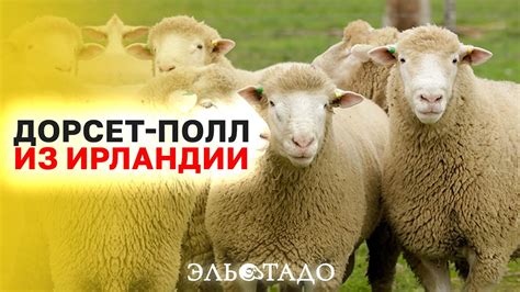 Плнменные овцы из Ирландии Дорсет Полл Племенные животные из Европы Разведение овец в России