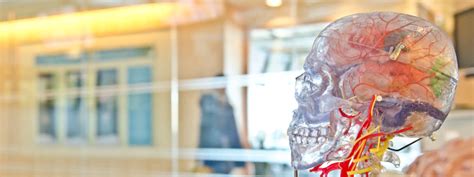 Cognitive Neuroscience Lecture 1