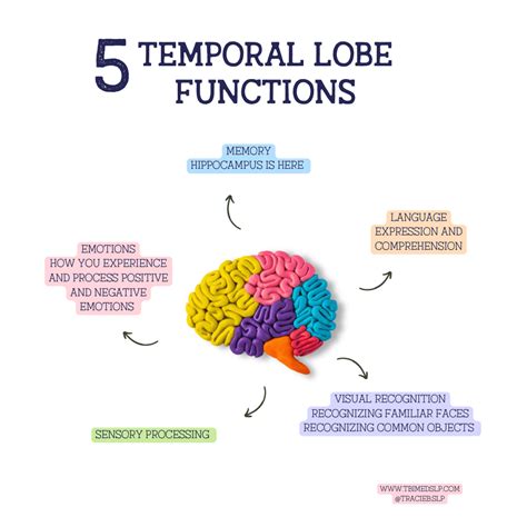 Temporal Lobe Function Facts And Tbi Impairments — Tbi Medslp