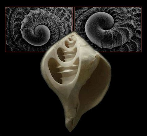 Inside A Seashell Google Search Sea Shells Inspiration