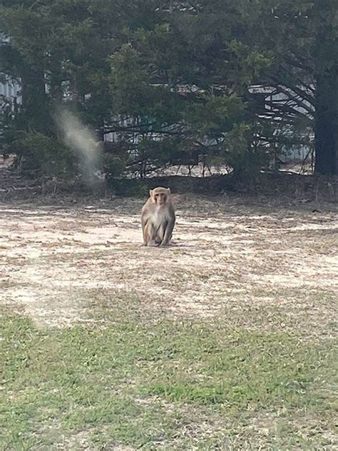Oklahoma Woman Has Ear Nearly Ripped Off By Neighbors Pet Monkey Will