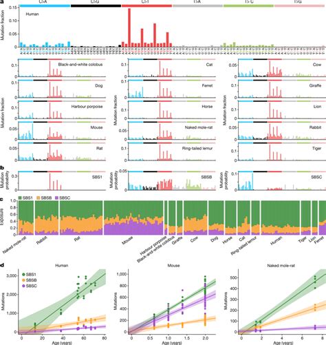 Mutational Processes In The Mammalian Colon A Mutational Spectra Of