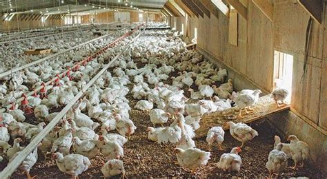 Key Points Of Organic Poultry Farming