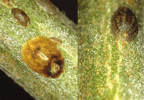 Different Stages Of The Brown Soft Scale Coccus Hesperidum In