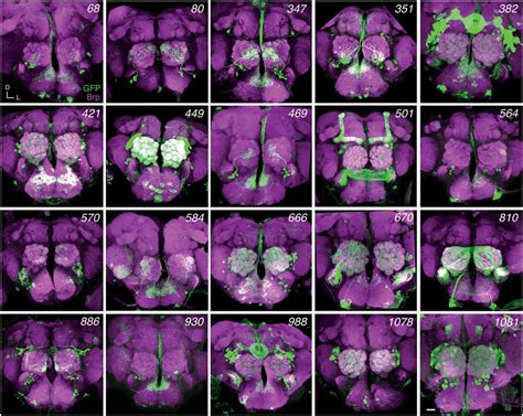 Gal4 Expression Patterns Of Insite Lines Subjected To Genetic Swap Download Scientific Diagram
