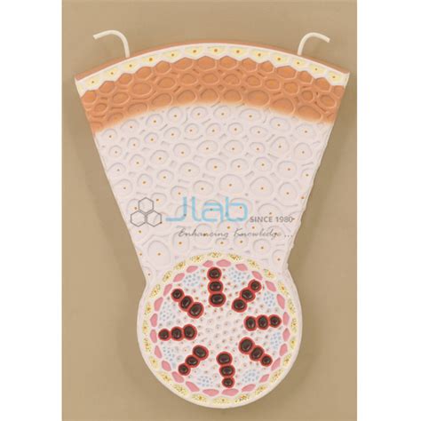 Monocot Root T S Model India Manufacturers Suppliers Exporters In India