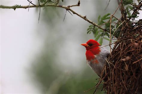 Red Headed Weaver Wildearth