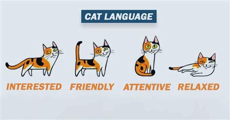 How To Understand Your Cat Better By Rocks Jul 2023 Medium