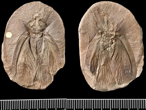 Palaeocast Palaeontology Podcasts