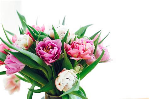 부드러운 빛에 아름 다운 분홍색과 보라색 튤립 더블 모란 튤립 복사 공간 흰색 절연 휴일에 대 한 화려한 꽃입니다 행복 한 어머니의 날입니다 국제 여성의 날입니다 헬로