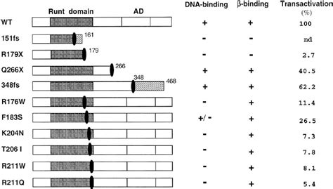 Functional Properties Of RUNX2 Mutants Structures Of The Wild Type And