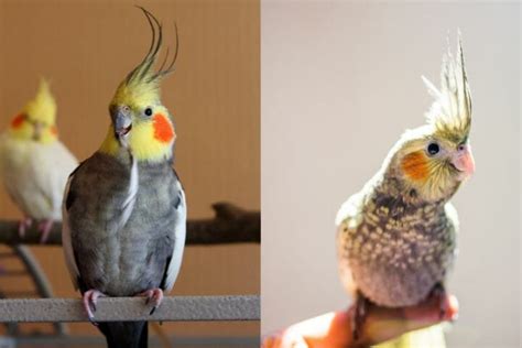 How Can You Tell How Old A Cockatiel Is Age Isnt Just A Number For