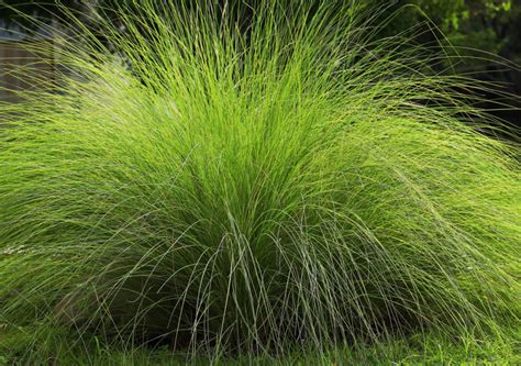 Subtropical Grasses