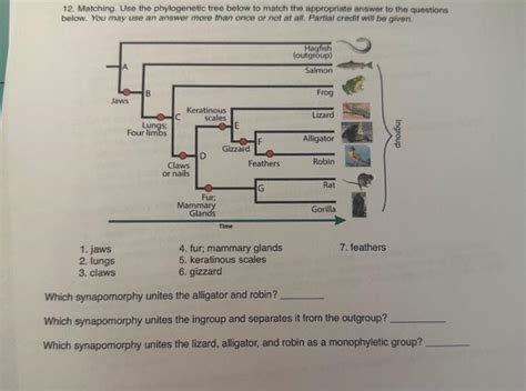 Solved Matching Use The Phylogenetic Tree Below To Chegg Com