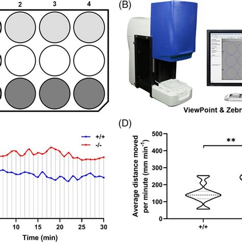 Zebrafish Behavior Detection A The 12‐well Plate And The Area