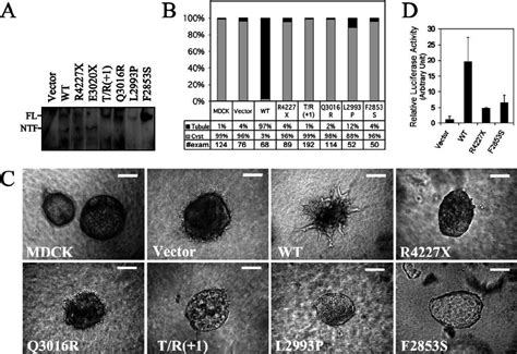 Effect Of Cleavage Disrupting Mutations On Functional Properties Of