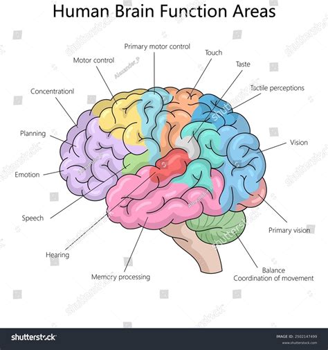 How To Draw Human Brain Diagram