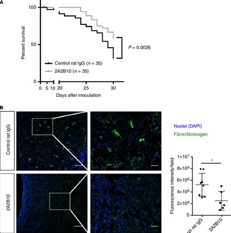 C Type Lectin Like Receptor 2 Clec 2 Depletion Improves Cancer