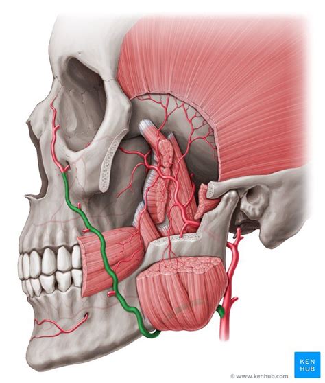 Facial Artery Arteries And Veins Arteries Internal Carotid Artery