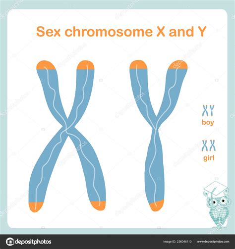 Xy Chromosome Male