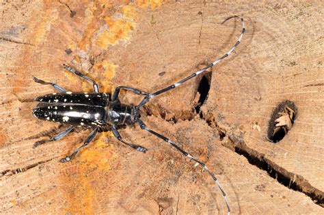 Effort On To Stop Spread Of Asian Longhorned Beetle Purdue University