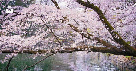 물 위에 매달린 분홍색 꽃이있는 나뭇 가지 사진 Unsplash의 무료 회색 이미지